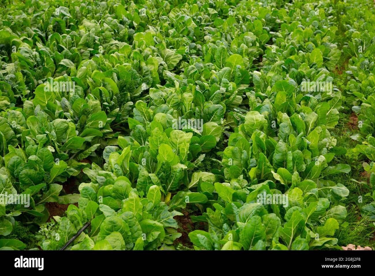 Growing mangold in the greenhouse Stock Photo - Alamy