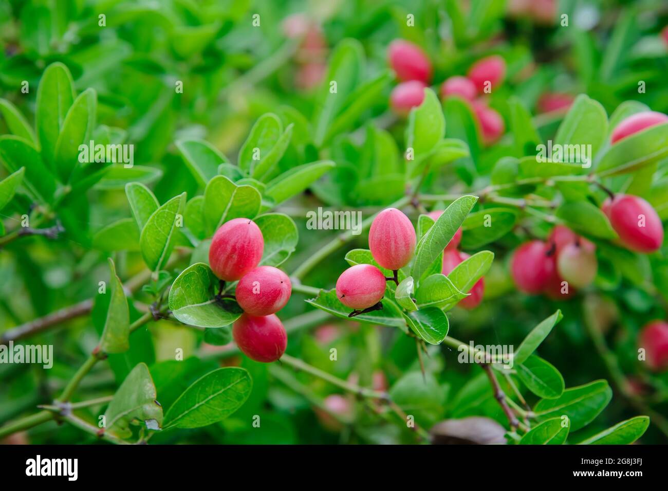 thai's karanda trees with many berries Stock Photo - Alamy