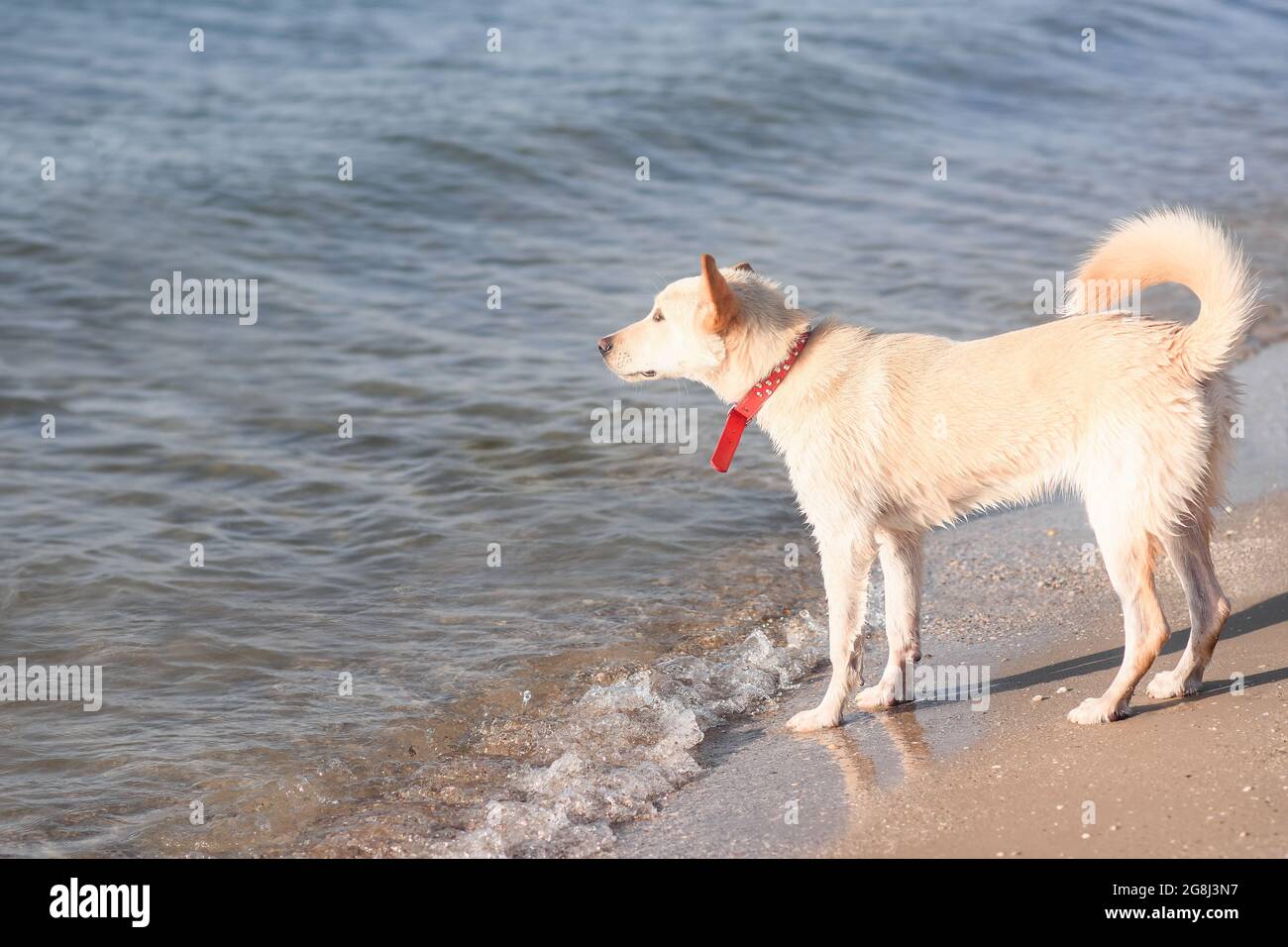 A big white dog stands on the seashore and looks at the water Stock ...