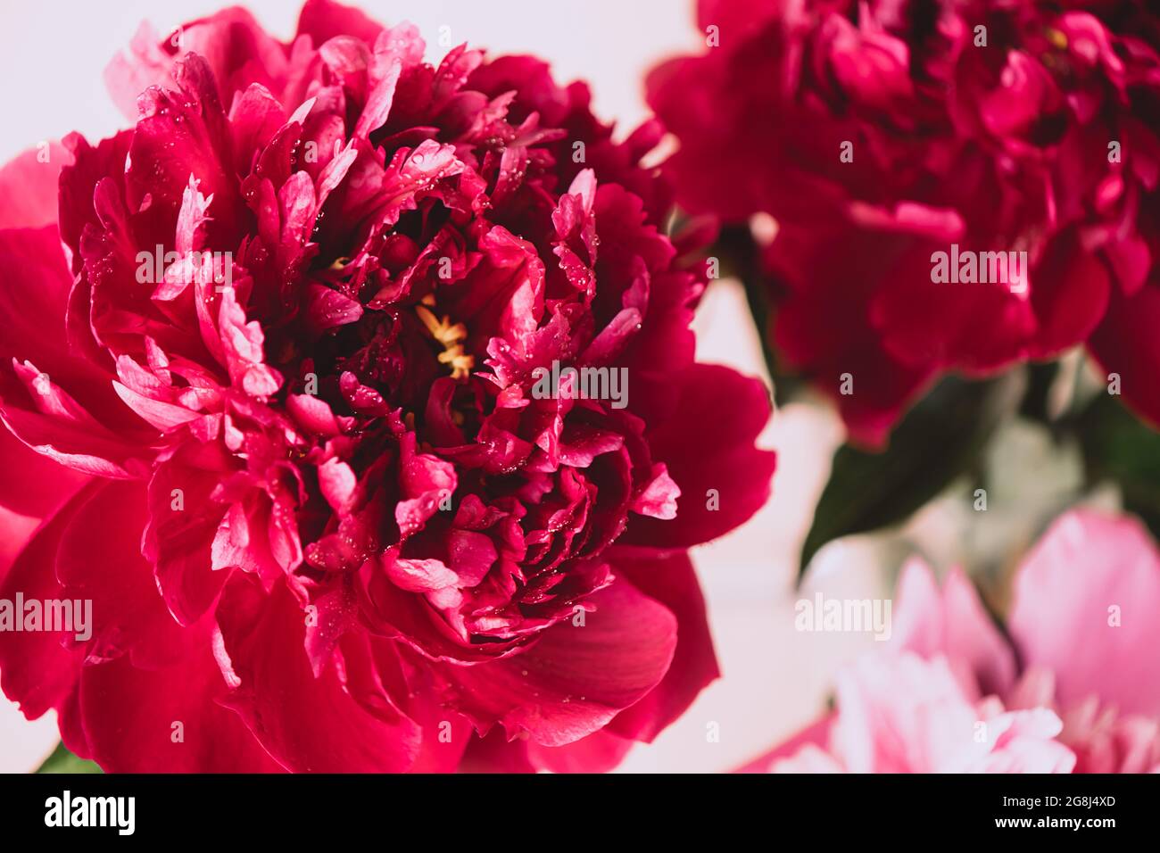 Blooming red burgundy peony flowers close-up on a pastel pink ...