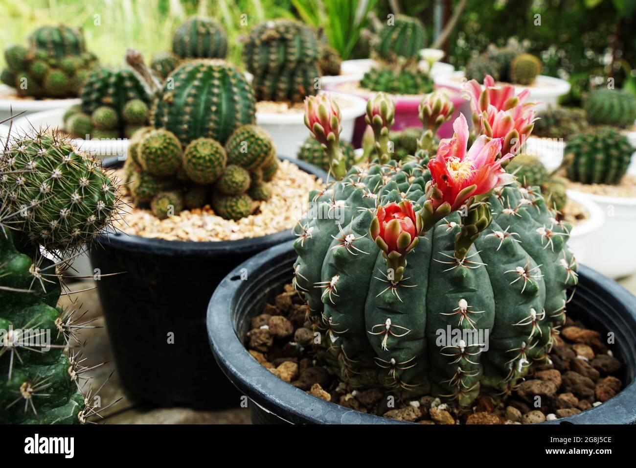 Green Cactus Succulent Small Plant Home Garden Stock Photo - Alamy