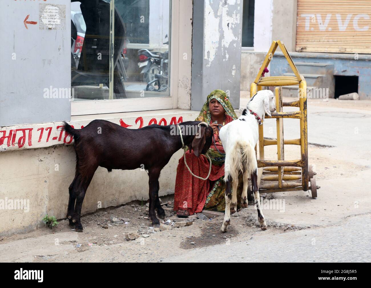 Livestock vendor wait for customers to sell their goats on the eve of ...