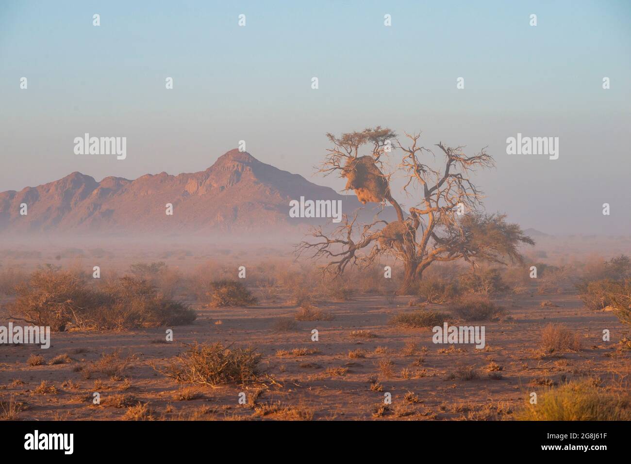 light fog in desert by morning in Namibia Stock Photo - Alamy