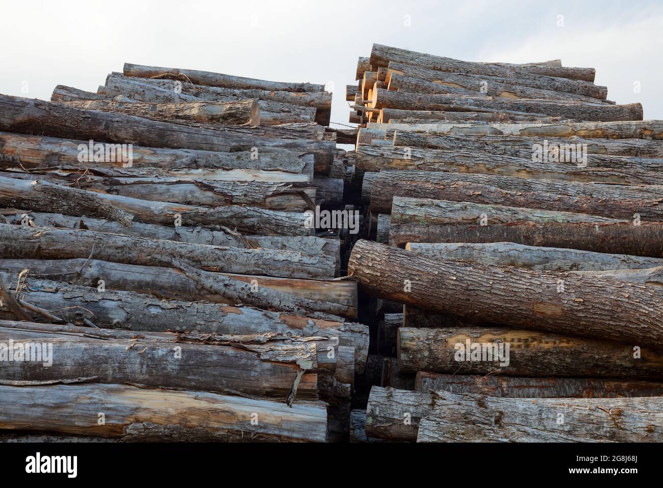 Wooden stumps countryside hi-res stock photography and images - Alamy