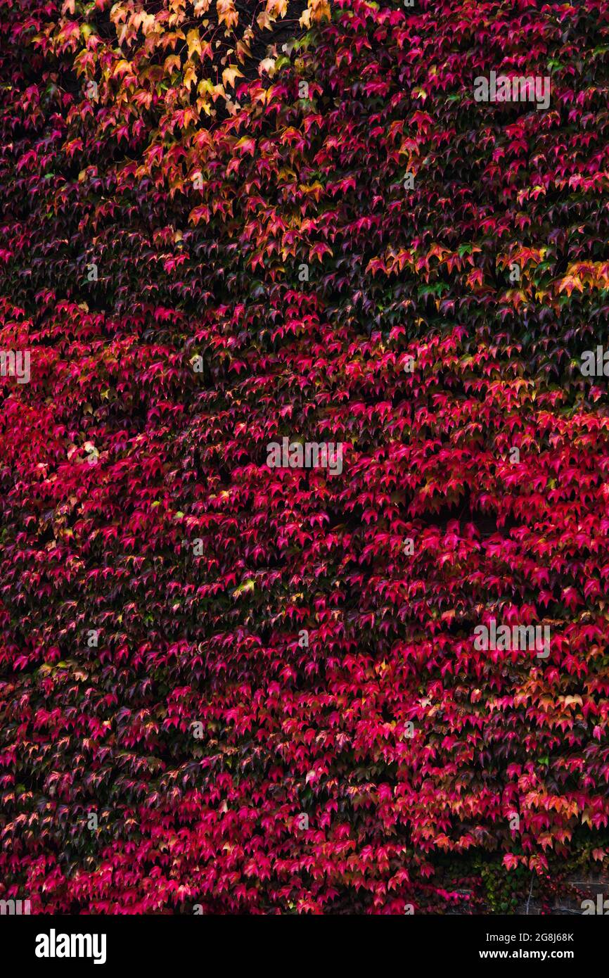Bright red ivy leaves all over the walls of the college Stock Photo - Alamy