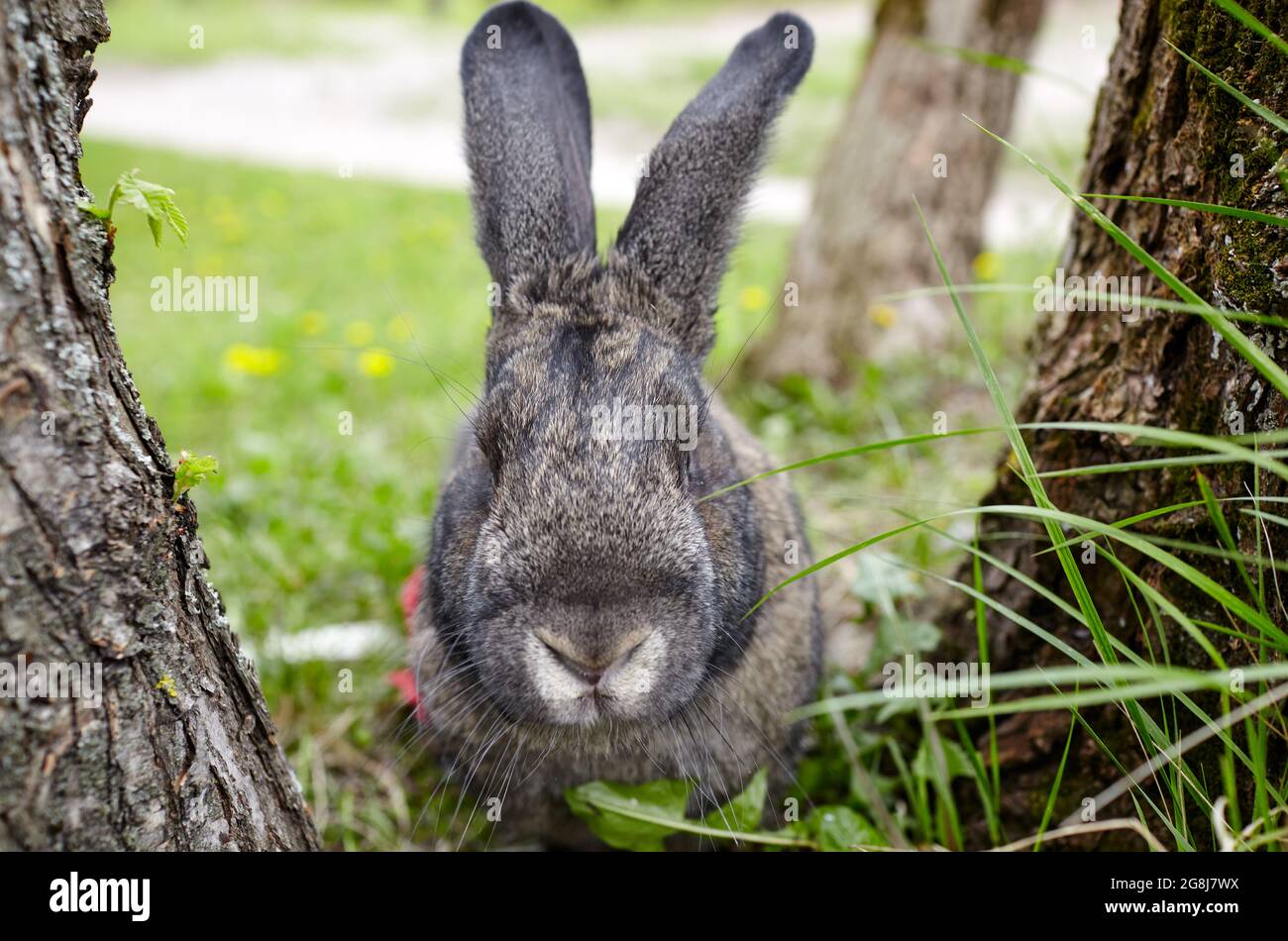 Ears nature hi-res stock photography and images - Alamy