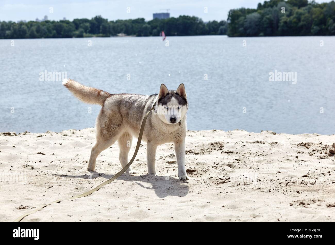 Siberian Husky on a beach. Husky dog on nature walk Stock Photo - Alamy