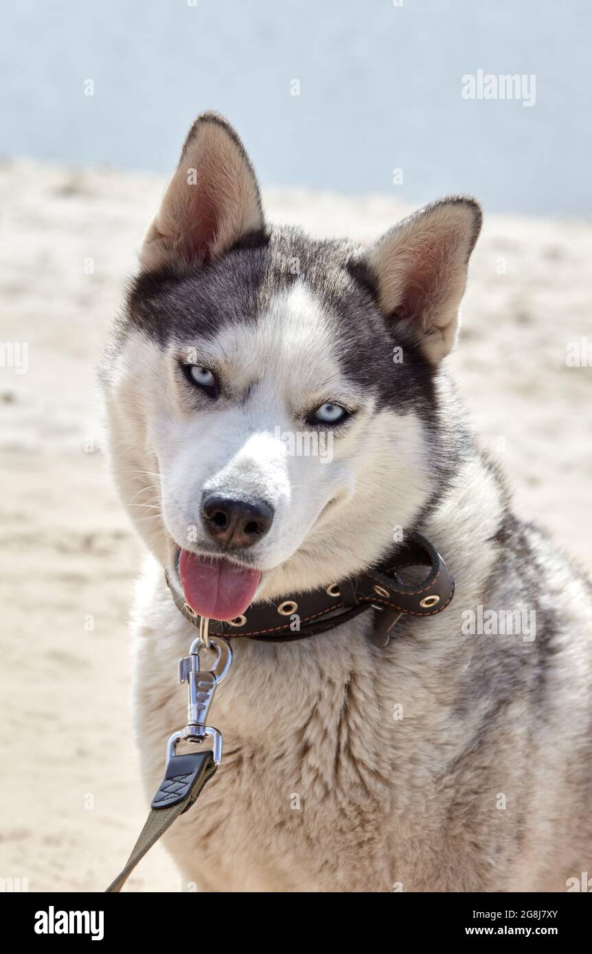 Siberian Husky on a beach. Husky dog on nature walk Stock Photo - Alamy