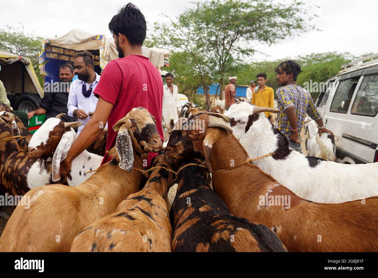 Livestock vendors wait for customers with their goats for sell along a ...