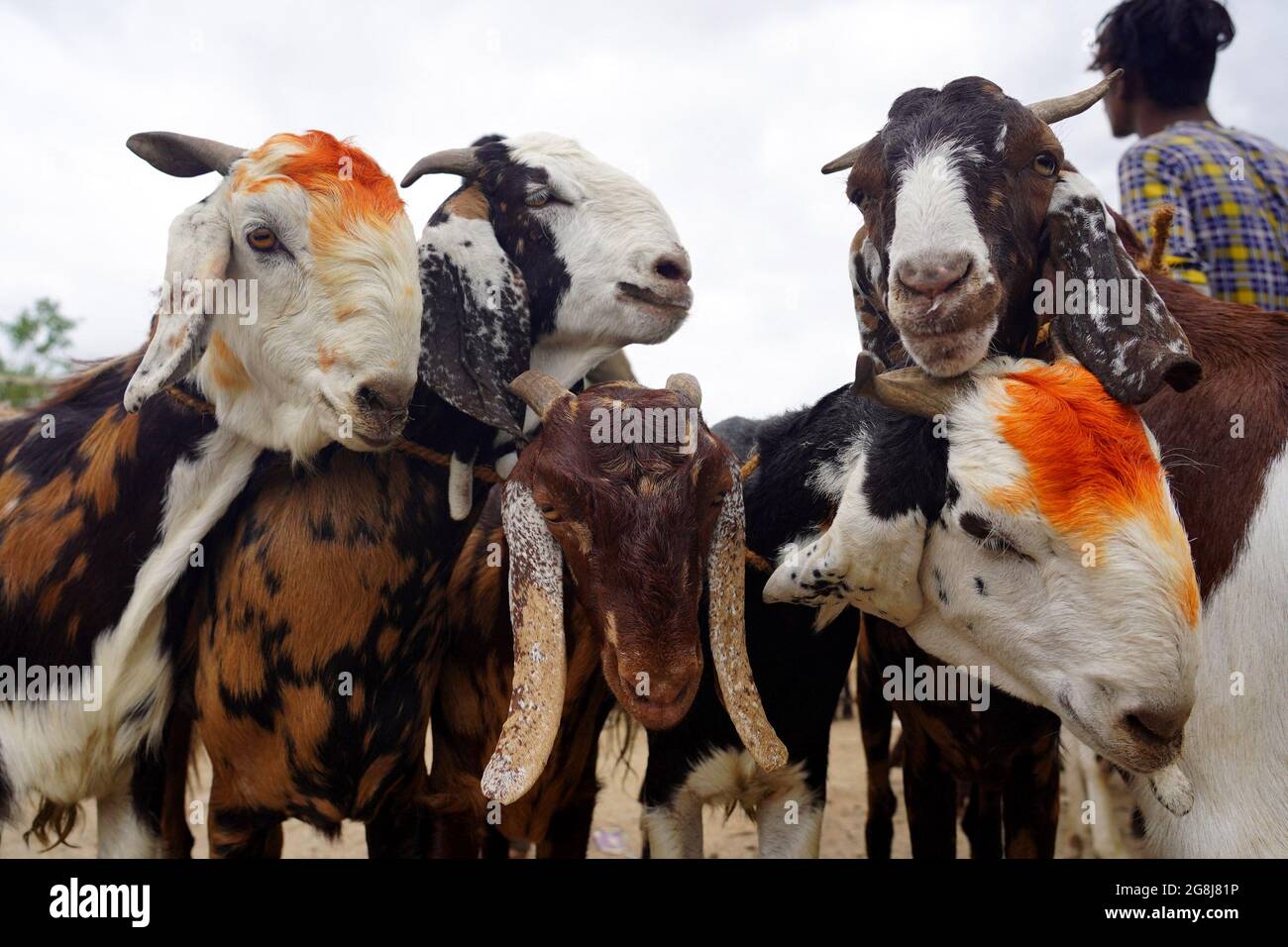 Livestock vendors wait for customers with their goats for sell along a ...