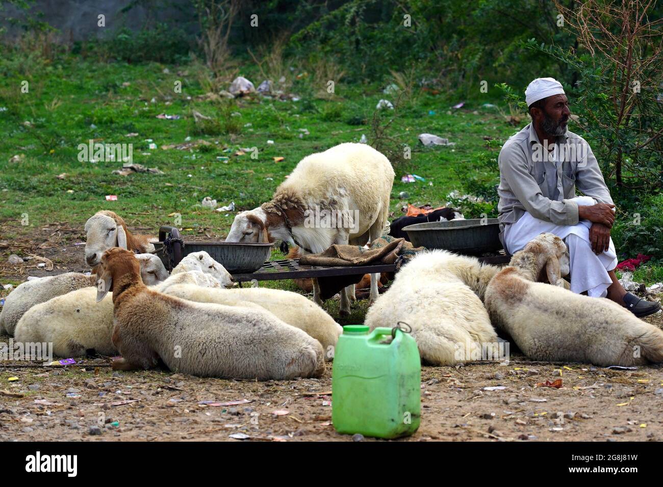 Livestock vendors wait for customers with their goats for sell along a ...
