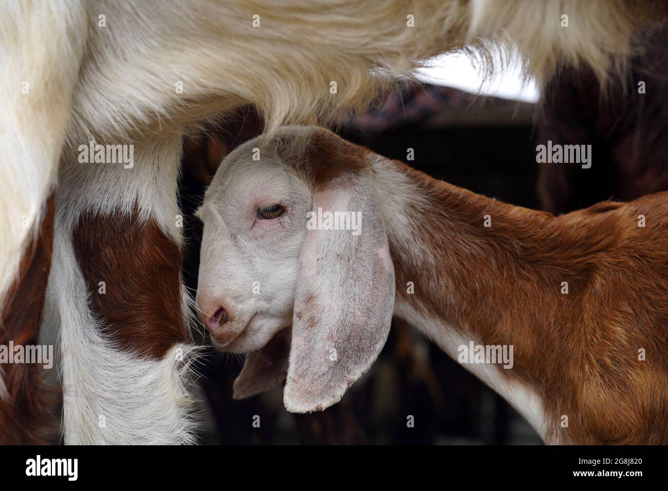 Livestock vendors wait for customers with their goats for sell along a ...