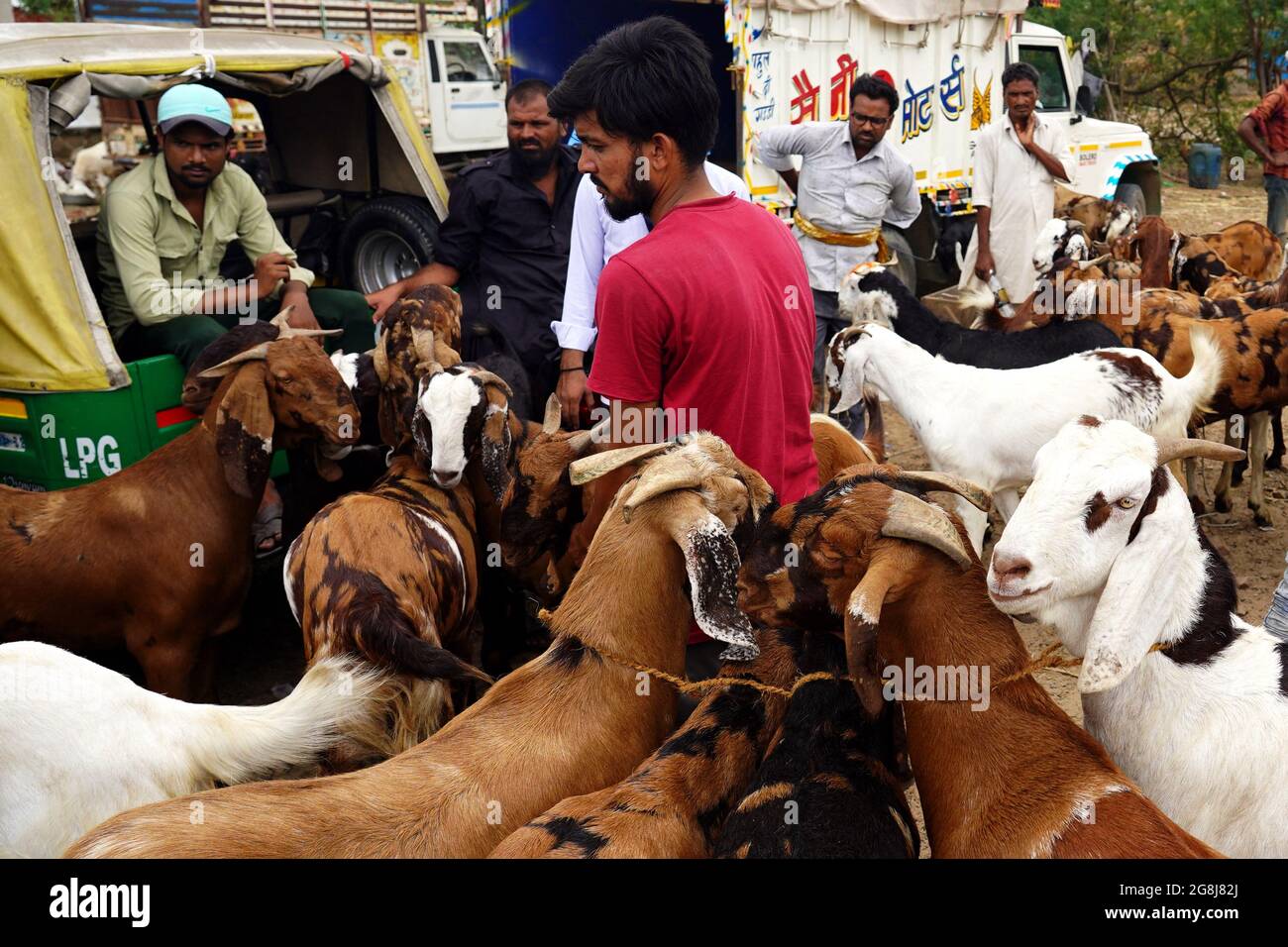 Livestock vendors wait for customers with their goats for sell along a ...