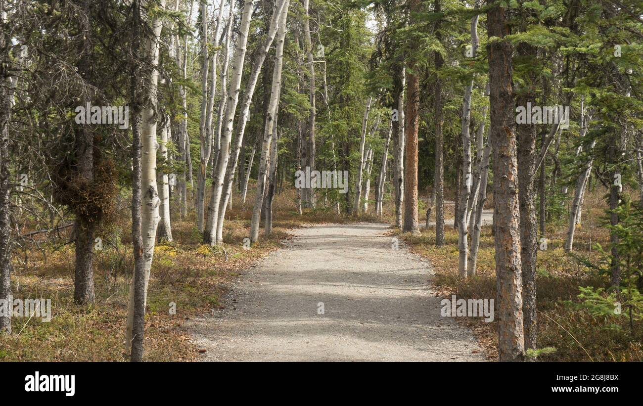Narrow footpath through the forest with tall pine trees on a sunny day ...
