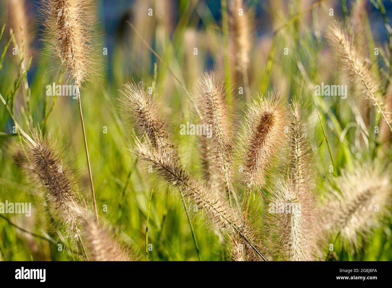 Selective focus of the growing fluffy Fountain grass gleaming under the ...