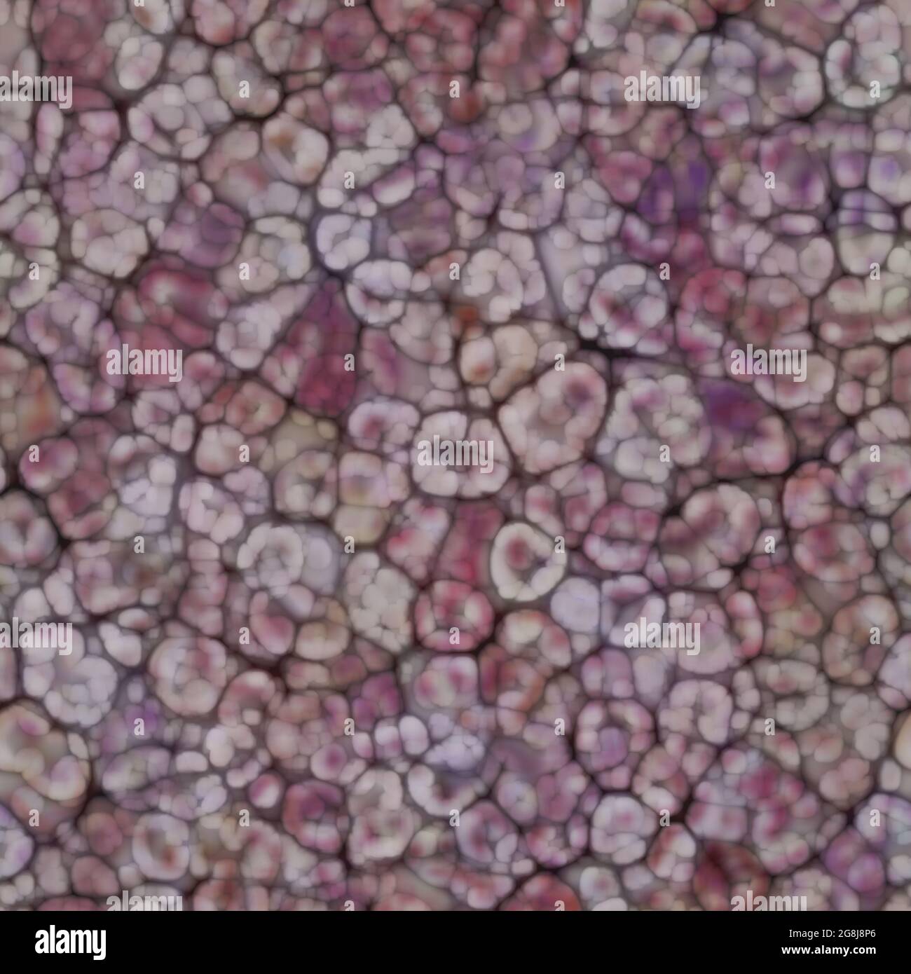 Lichen, Mushroom, Fungus family of different colors as organic seamless ...