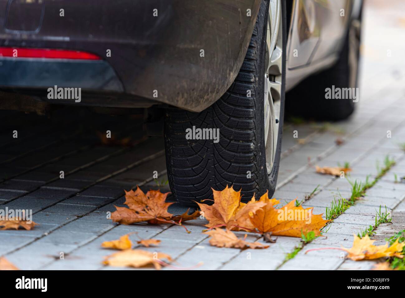 colorful autumn leaves on pavement with car wheel Stock Photo - Alamy