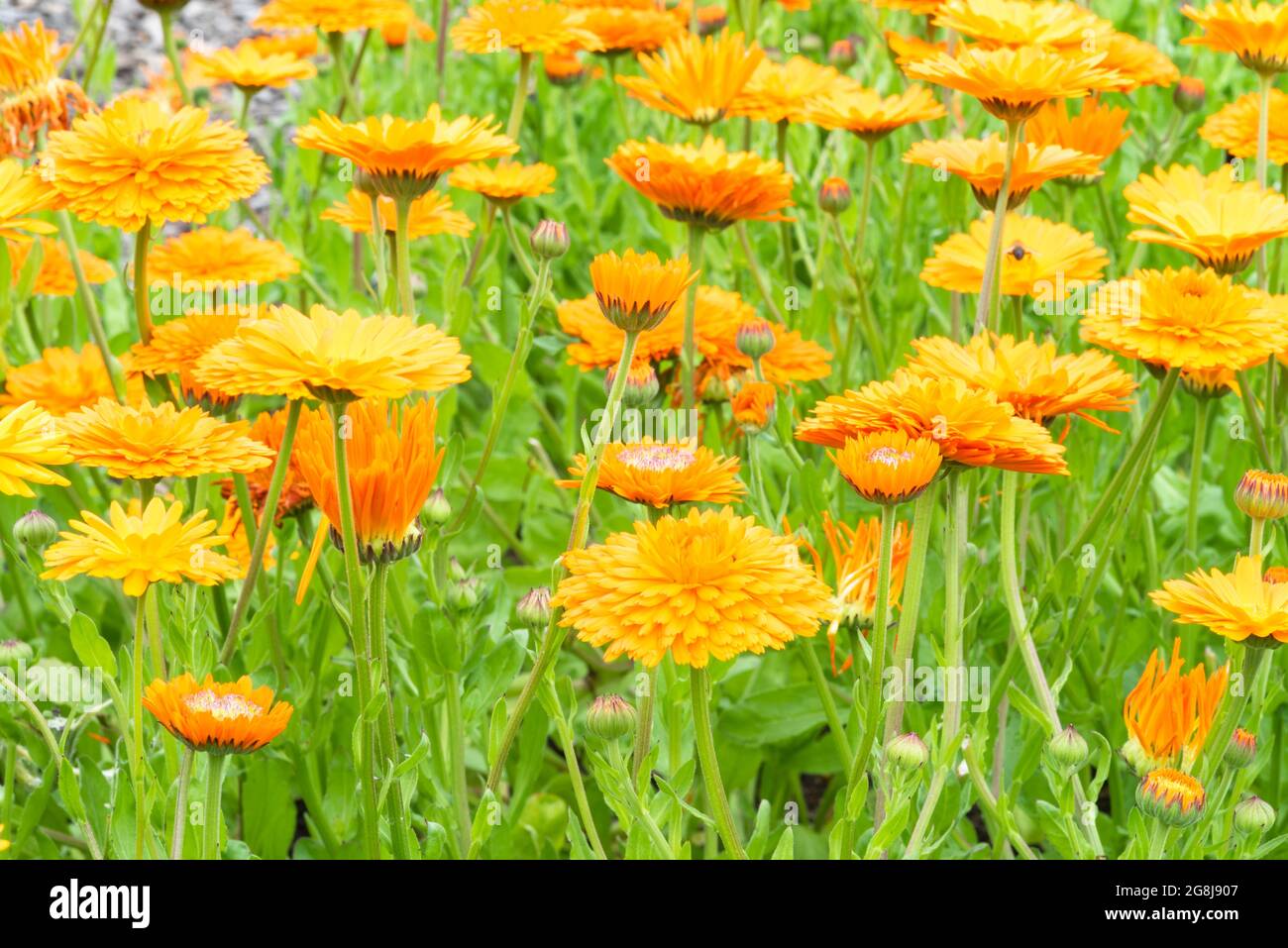 Funky stuff hi-res stock photography and images - Alamy