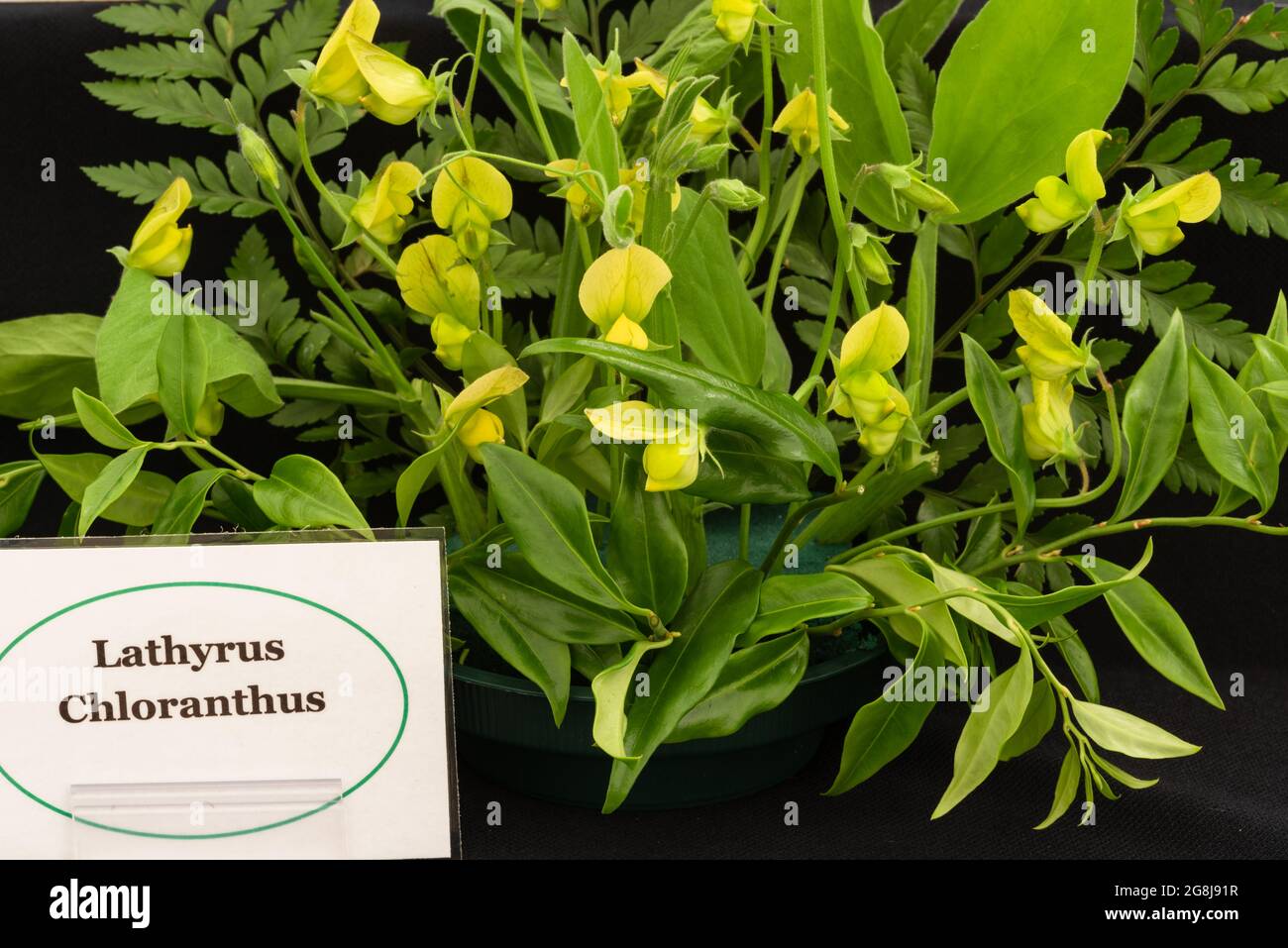 Lathyrus chloranthus sweet pea flowers hi-res stock photography and ...