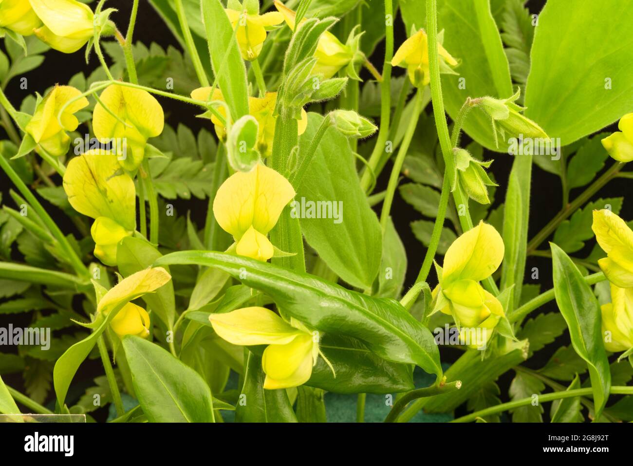 Lathyrus chloranthus sweet pea flowers hi-res stock photography and ...