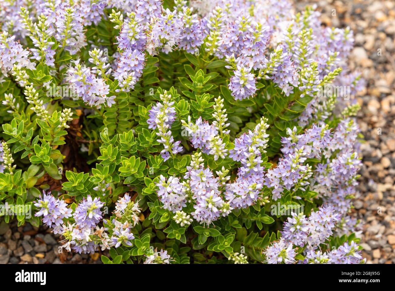 Veronica margret hi-res stock photography and images - Alamy