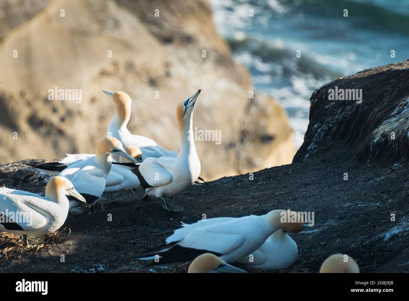 Gannets resting and clacking of beaks at Muriwai Gannet Colony ...