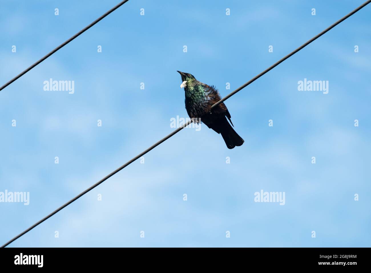 Tui bird sitting on a wire against the blue sky with white clouds Stock ...