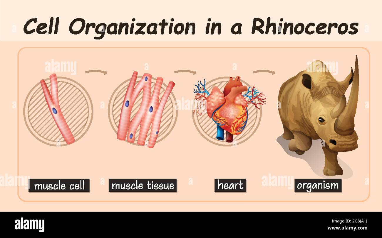 Diagram showing cell organization in a rhinoceros illustration Stock ...