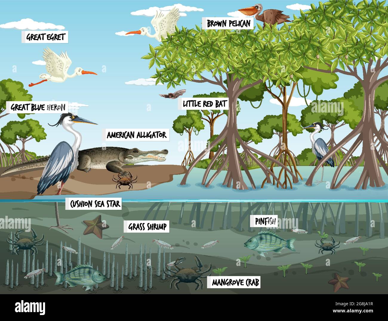 Mangrove forest landscape scene at daytime with many different animals ...