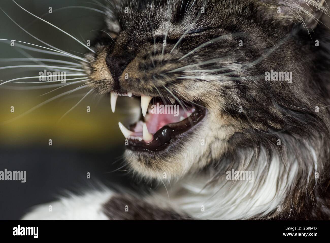 sharp pointy teeth from a maine coone cat detail Stock Photo - Alamy