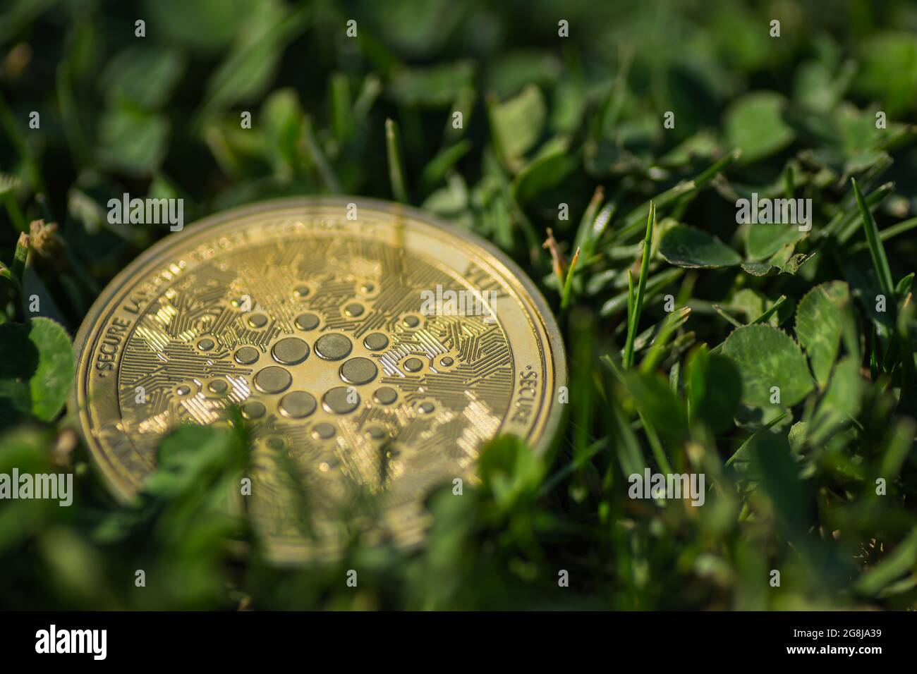Gold coin grass hi-res stock photography and images - Alamy
