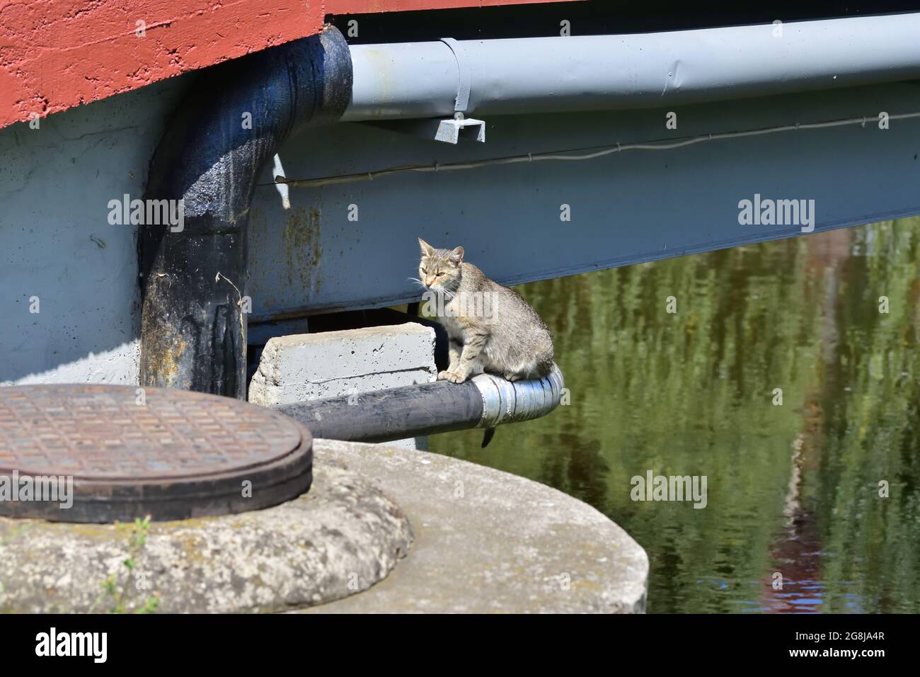 Cat under bridge hi-res stock photography and images - Alamy