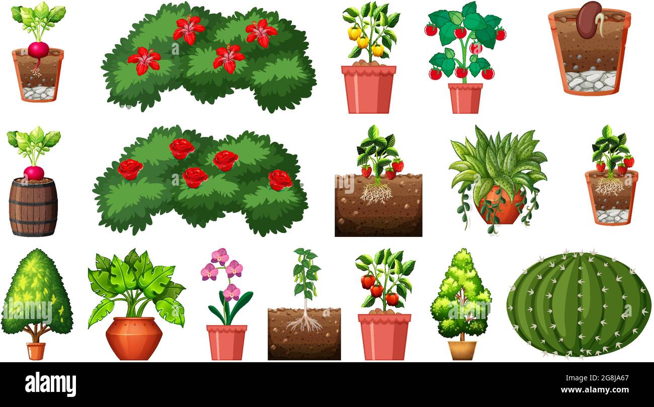 Set of different plants in pots isolated on white background ...