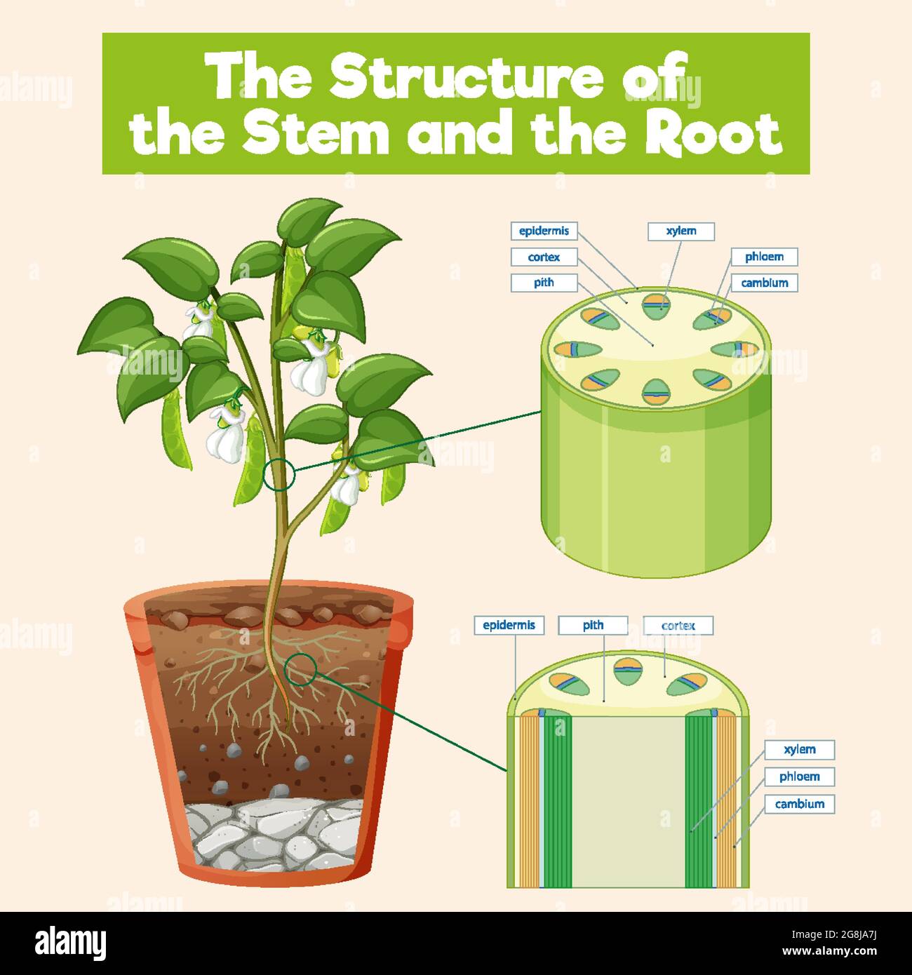 The Structure of the Stem and the Root illustration Stock Vector Image ...