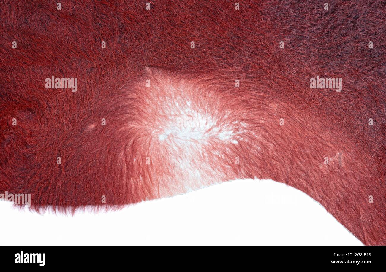 Isolated picture of a part of a dyed cow skin on a white background ...