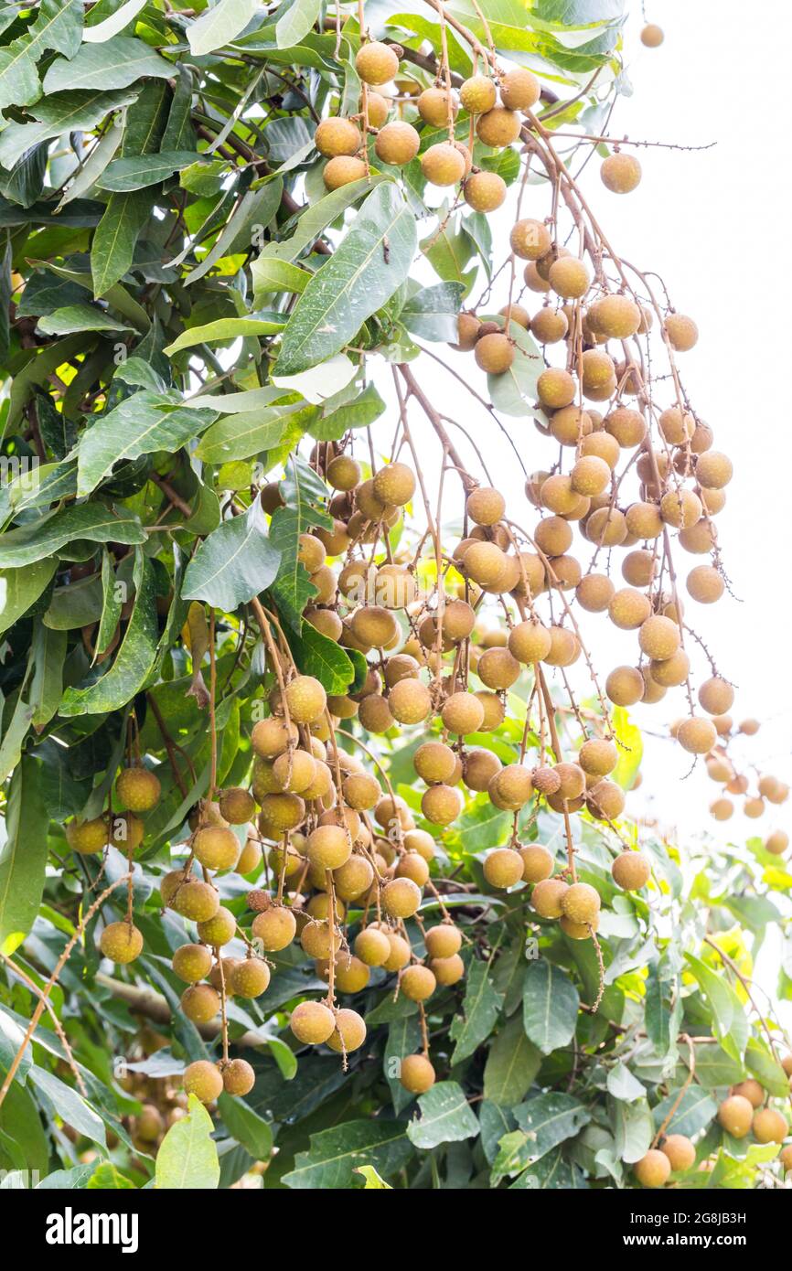 Longan tree hi-res stock photography and images - Alamy