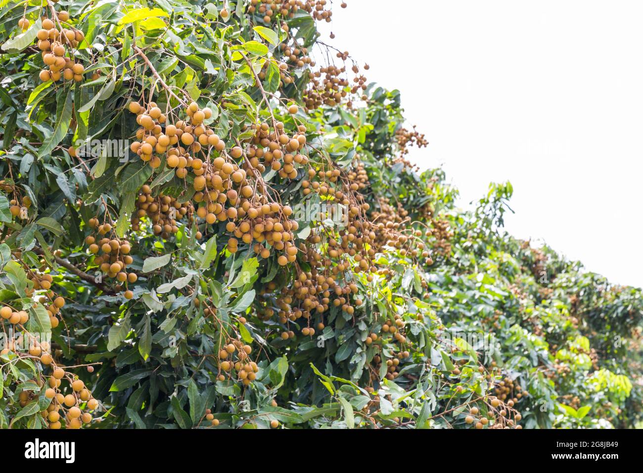 Longan tree hi-res stock photography and images - Alamy