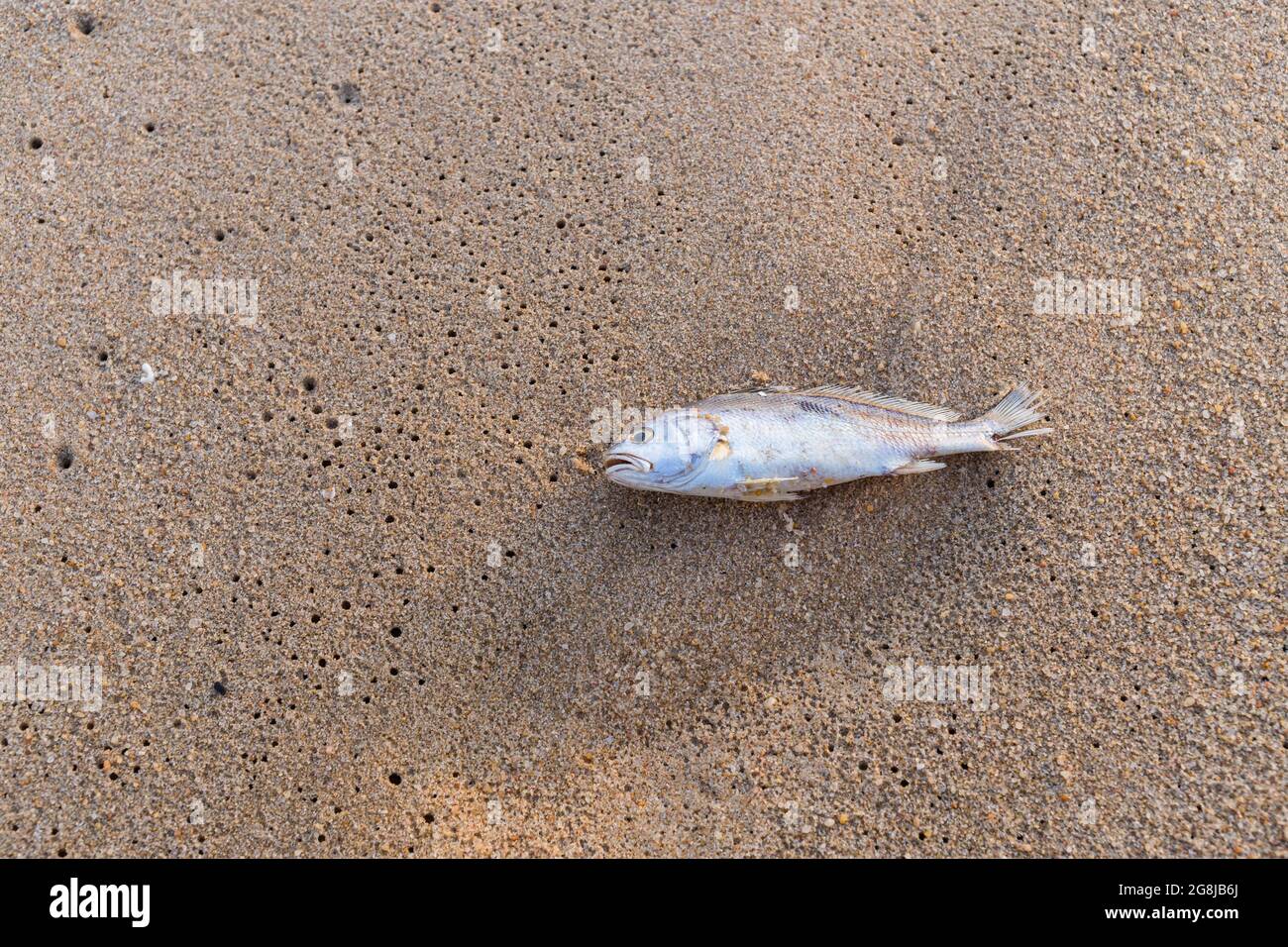 dead fish on the sand beach background Stock Photo - Alamy