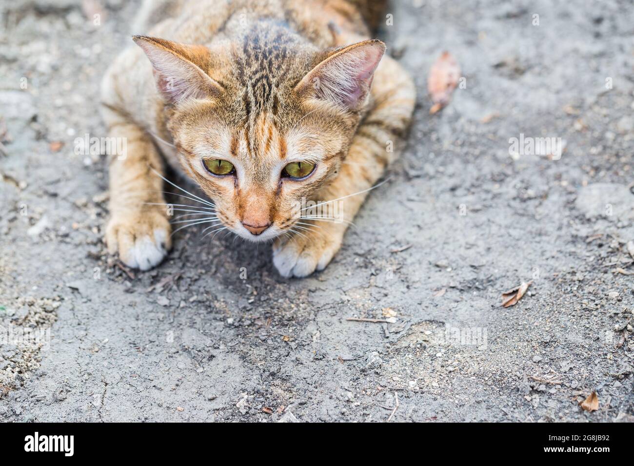 Human decoy hi-res stock photography and images - Alamy