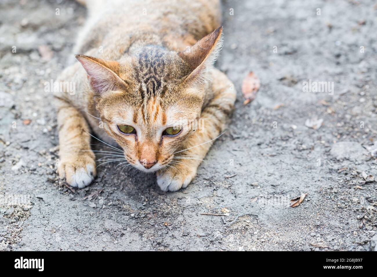 cat is watching for hunting the food Stock Photo - Alamy