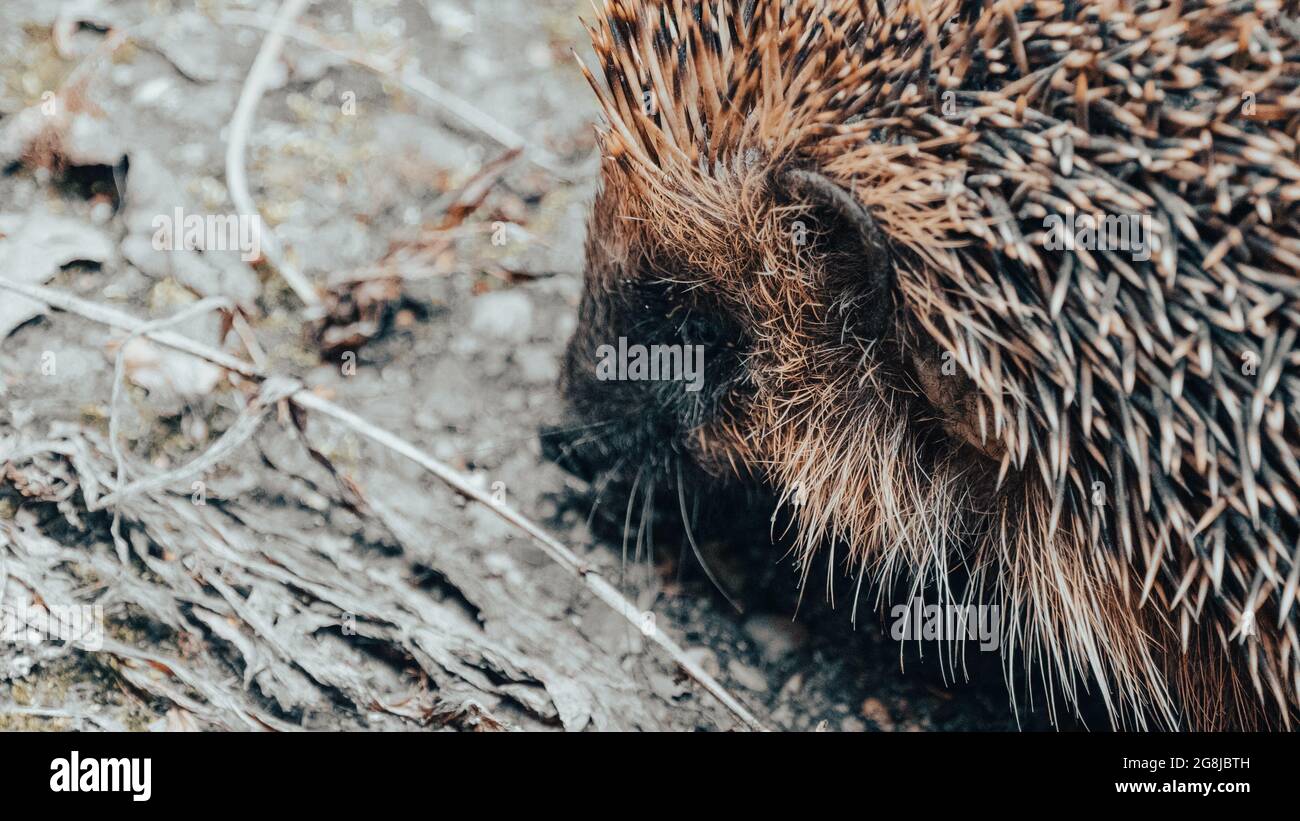 Mesechinus hi-res stock photography and images - Alamy