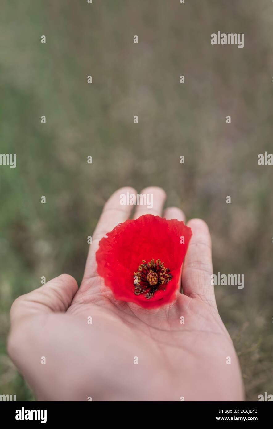 Hand holding poppy hi-res stock photography and images - Alamy