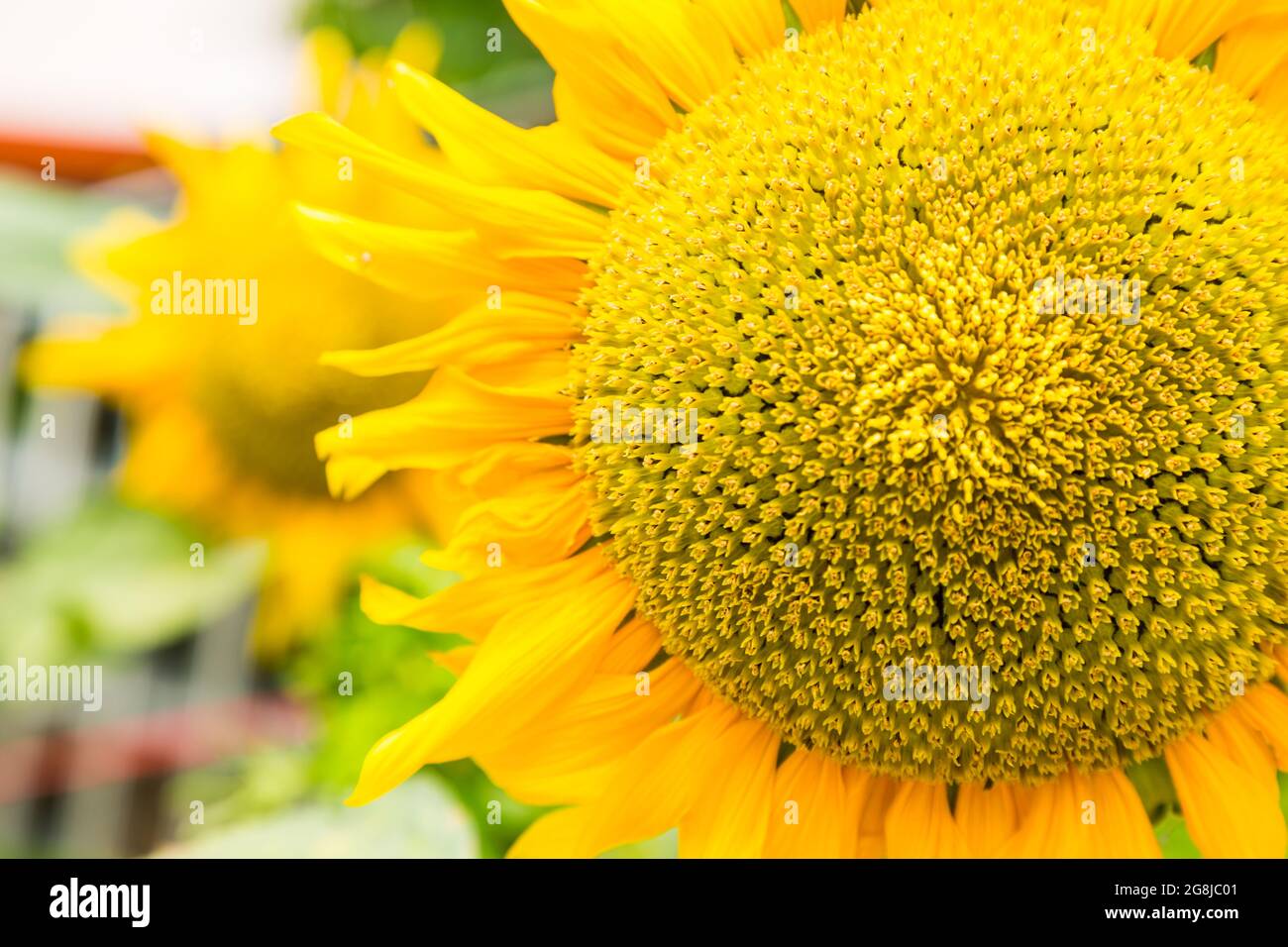 Center of sunflower hi-res stock photography and images - Alamy