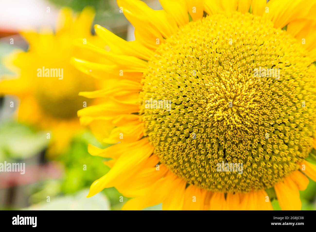 Beautiful close-up center of sunflower with green bokeh background ...