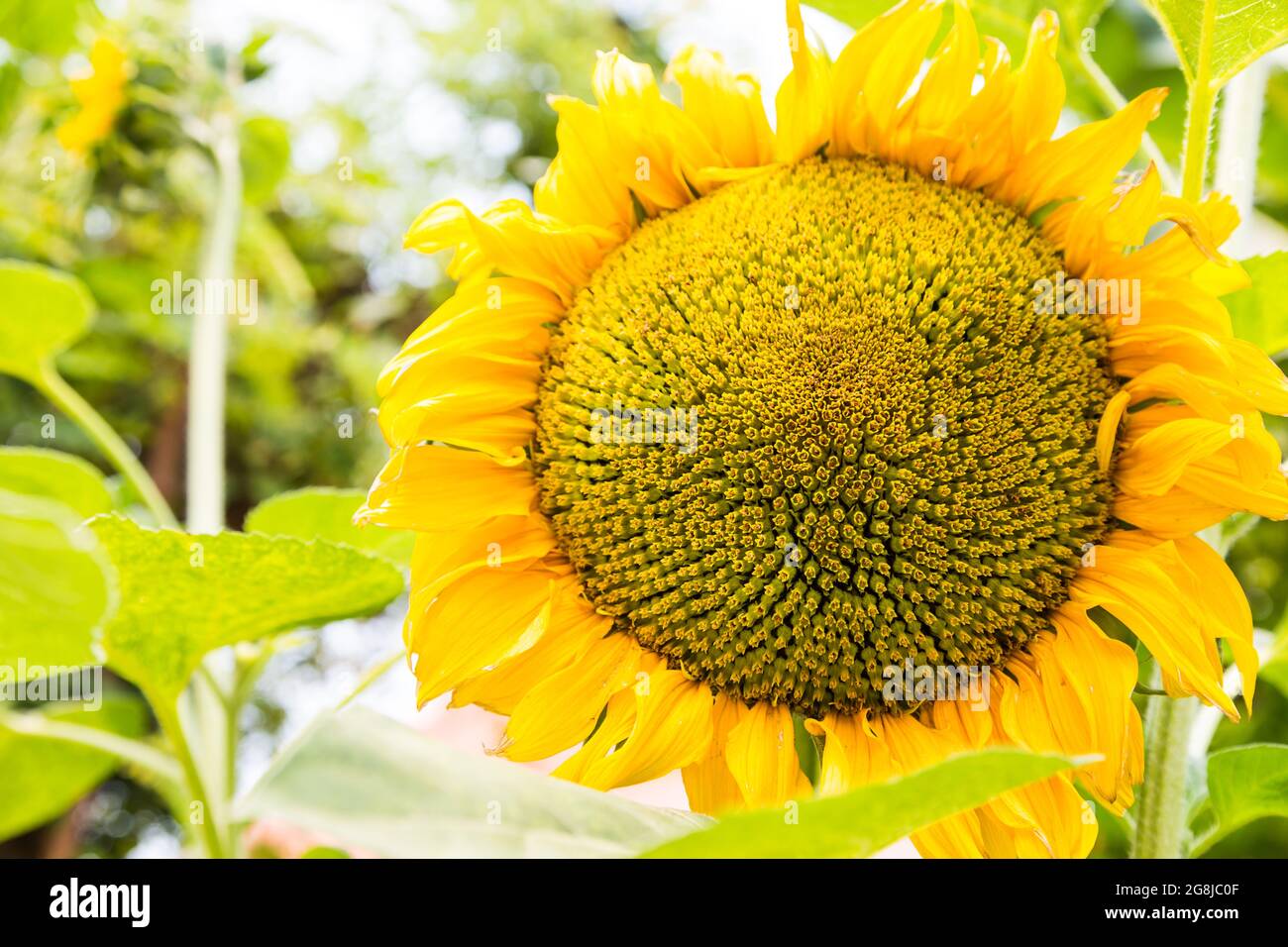 Beautiful close-up center of sunflower with green bokeh background ...