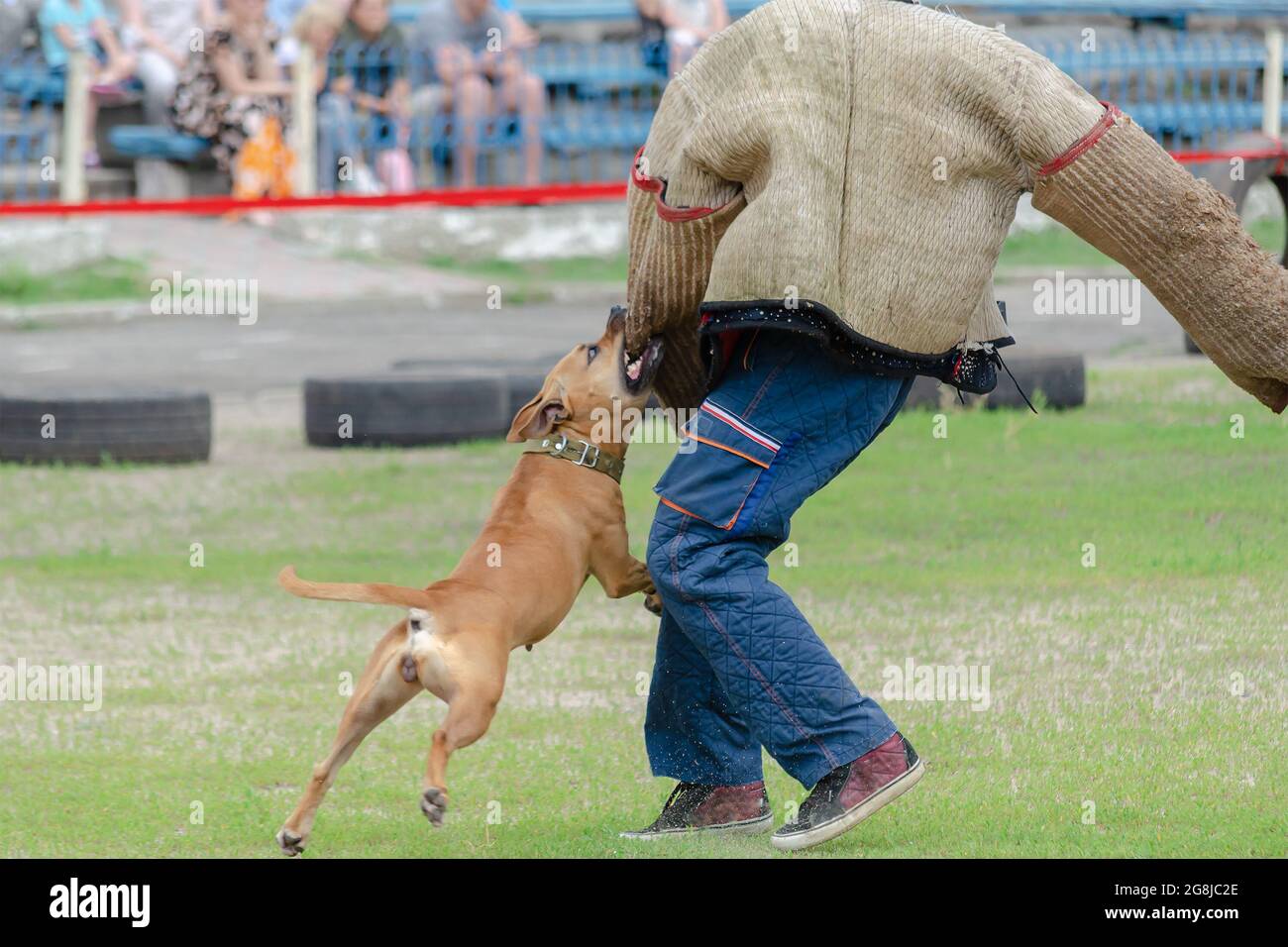 American staffordshire terrier bite hi-res stock photography and images ...