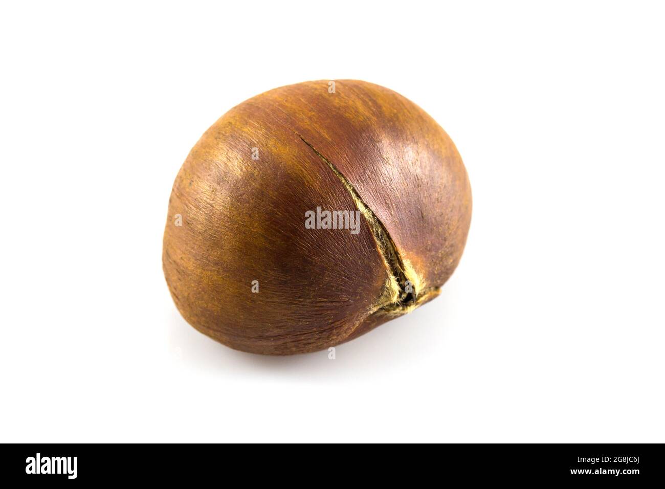 Single chestnut isolated on white background Stock Photo - Alamy