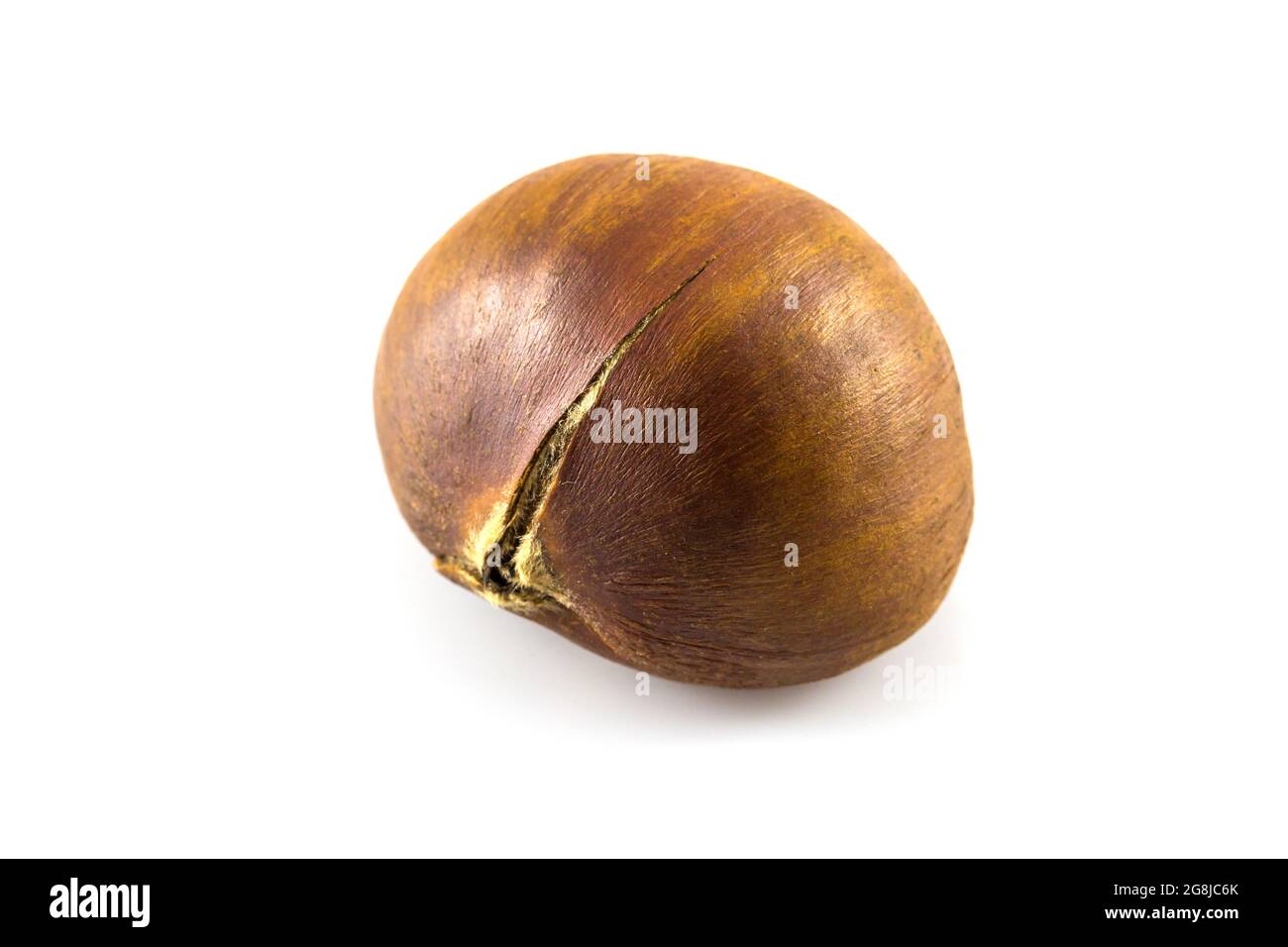 Single chestnut isolated on white background Stock Photo - Alamy