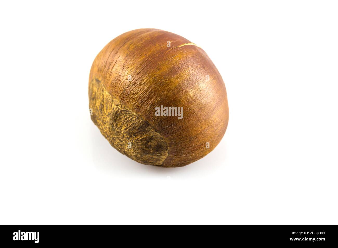 Single chestnut isolated on white background Stock Photo - Alamy