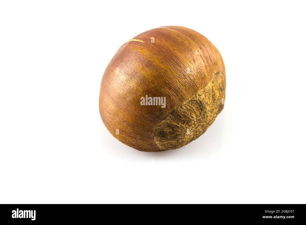 Single chestnut isolated on white background Stock Photo - Alamy